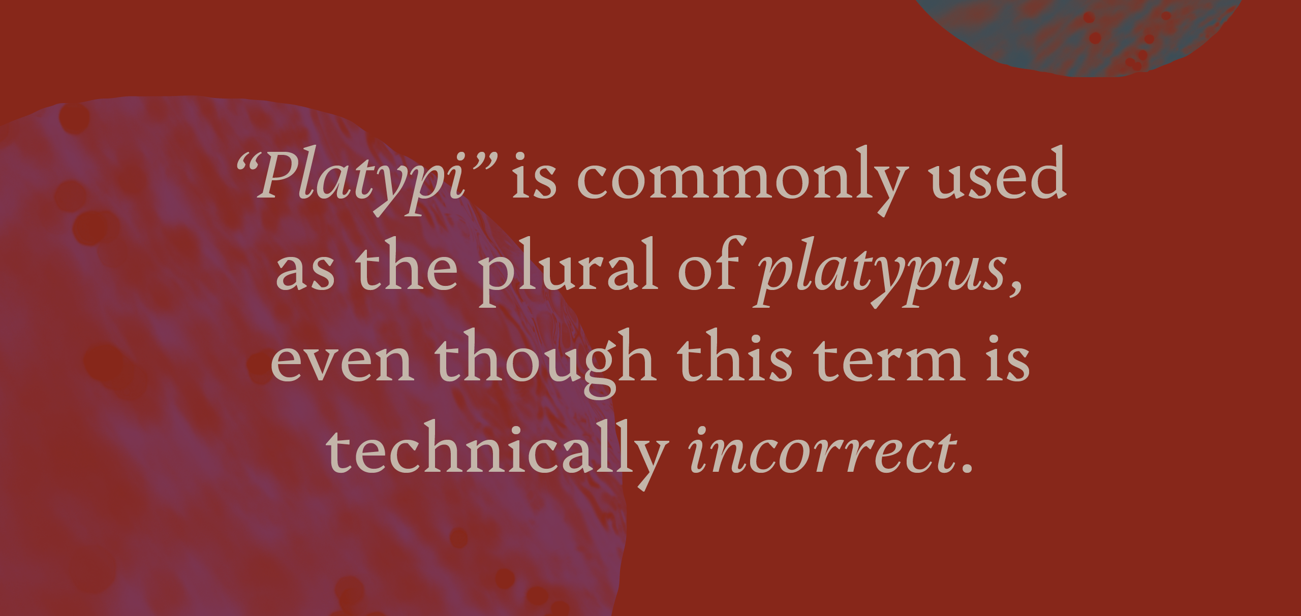 Platypi by David Sargent · Type West 2022